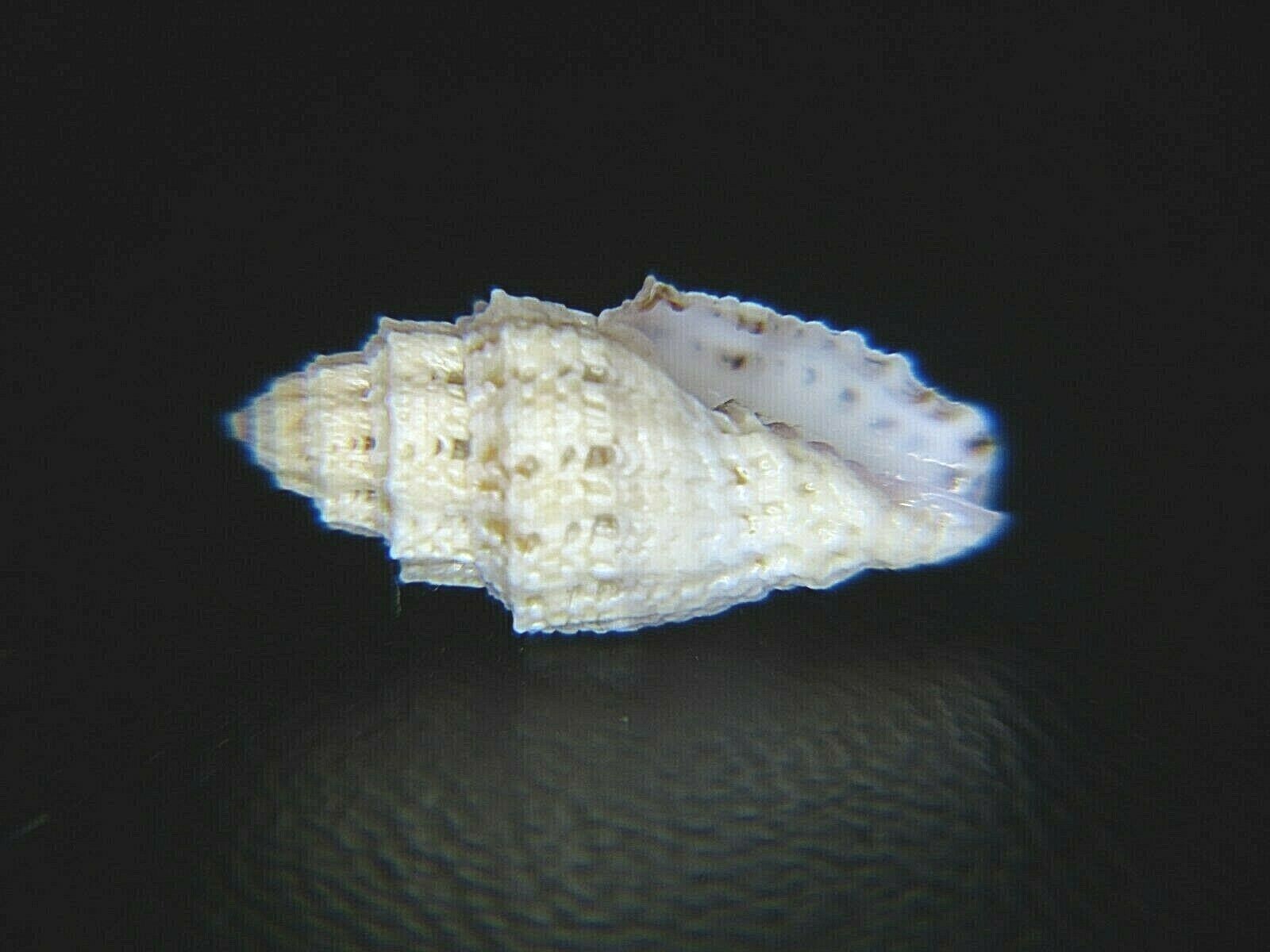 MITRA "VEXILLUM" EXASPERATUM f FALKLANDICUM: FIJI FORM @ 13.08MM! | eBay