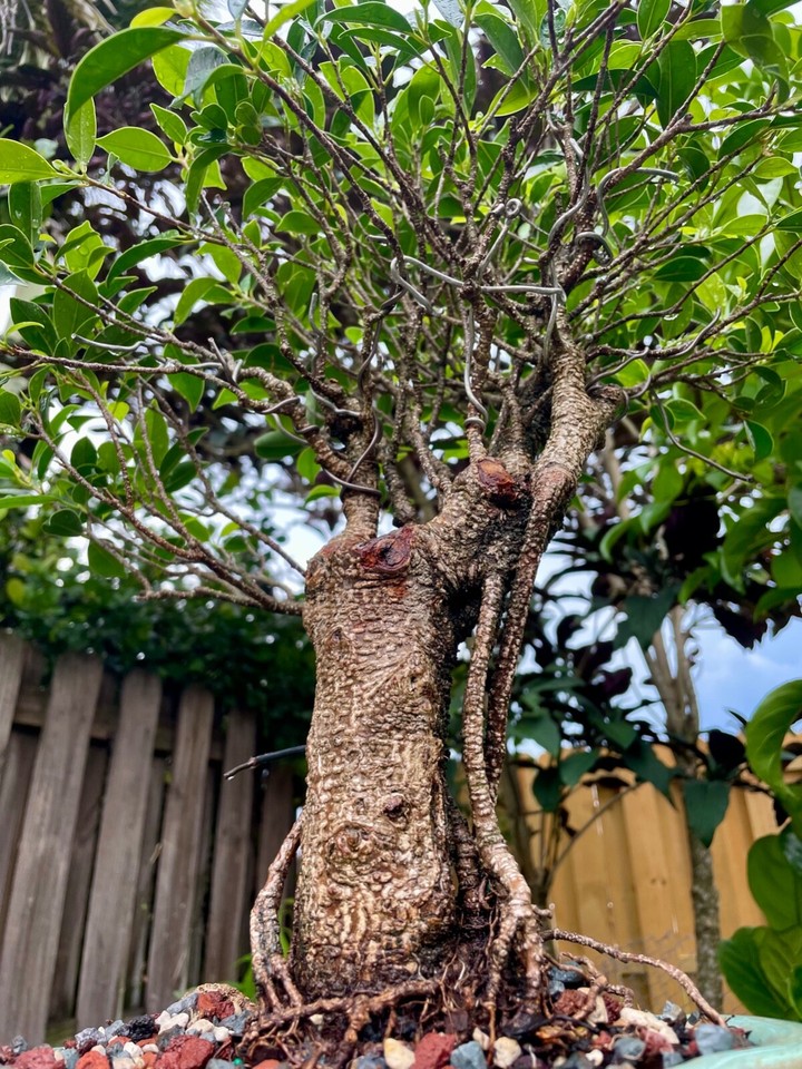 Tiger bark Ficus Bonsai Tree aerial roots 12 years Ariel roots on trunk ...
