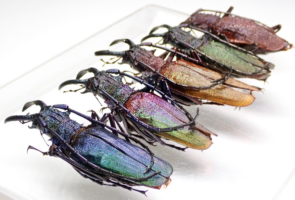 Insect - PRIONINAE Psalidognathus s. gloriosus - FN.Peru - Full color ...