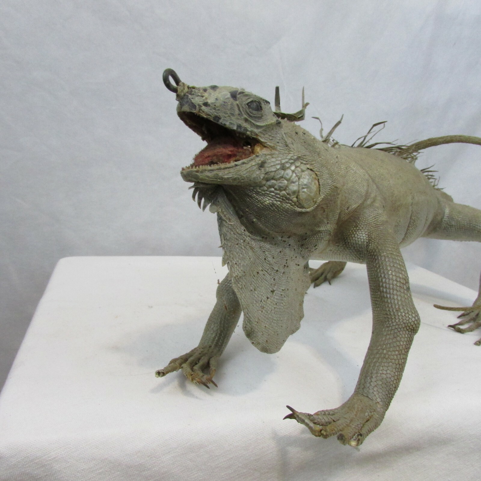 Vintage Taxidermy Green Iguana Lizard Reptile Macabre Rare Folk Art ...