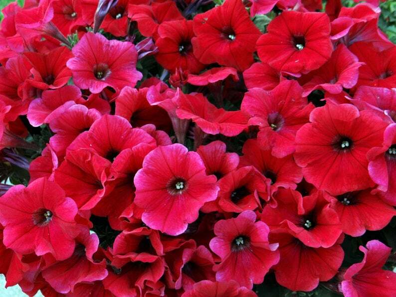 50 Bright Red Petunia Seeds Containers Hanging Baskets Window Seed 303 ...