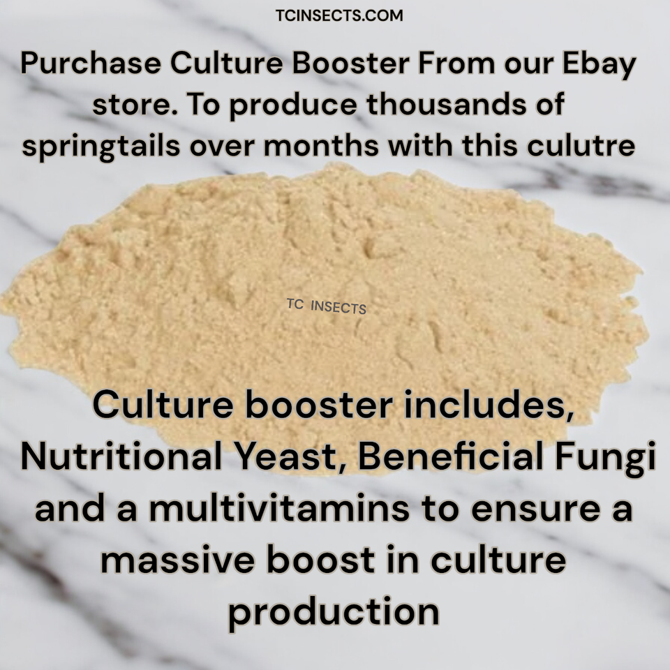 Springtails | Coco Temperate 8oz | Live Arrival & FREE SHIPPING ...