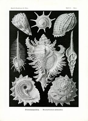 Sea Shells Scientific Illustration Ernst Haeckel Art Print 4" x 6" - 16 ...