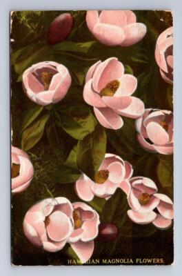 HAWAIIAN MAGNOLIA FLOWERS HONOLULU HAWAII POSTCARD 1917 ## | eBay