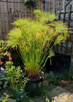 Papyrus, Paper reed, Nile grass, Egyptian paper reed, Cyperus 2 PLANTS ...