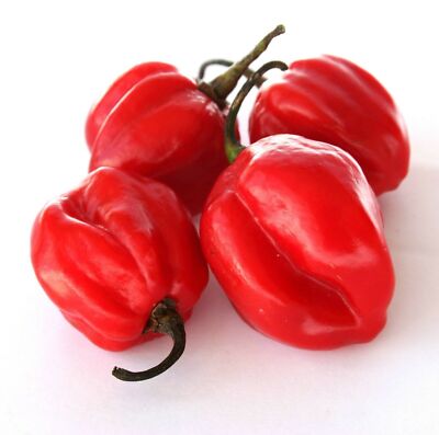 30 SEEDS CARIBBEAN RED RED CARIBBEAN RED CHILI SEEDS VERY SPICY CHILE ...