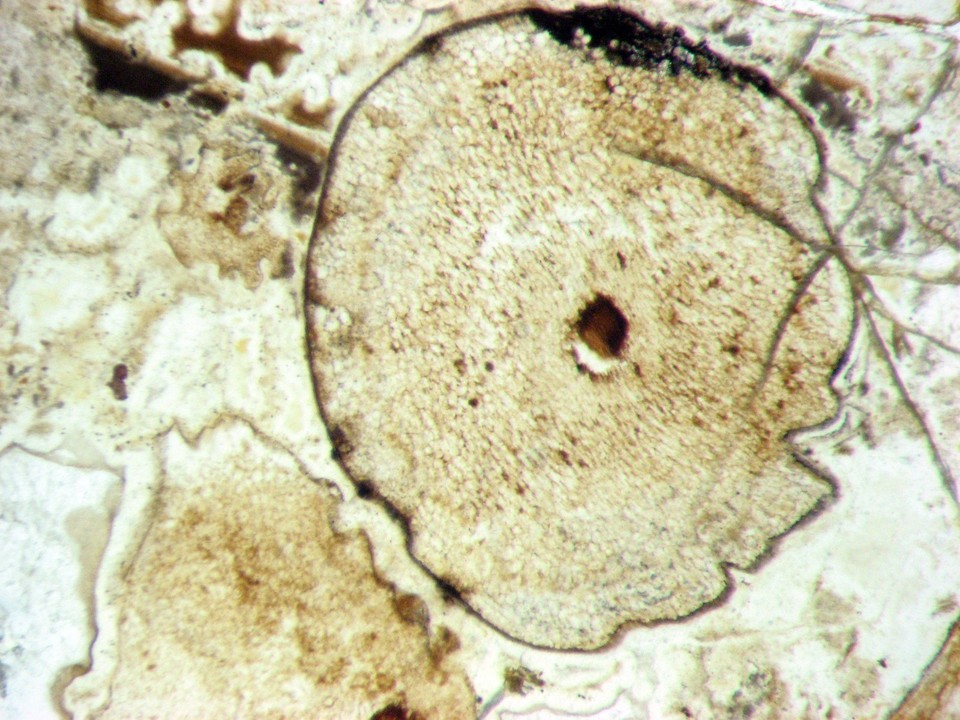 Devonian Rhynie Chert plant fossil THIN SECTION Aglaophyton, fungal ...