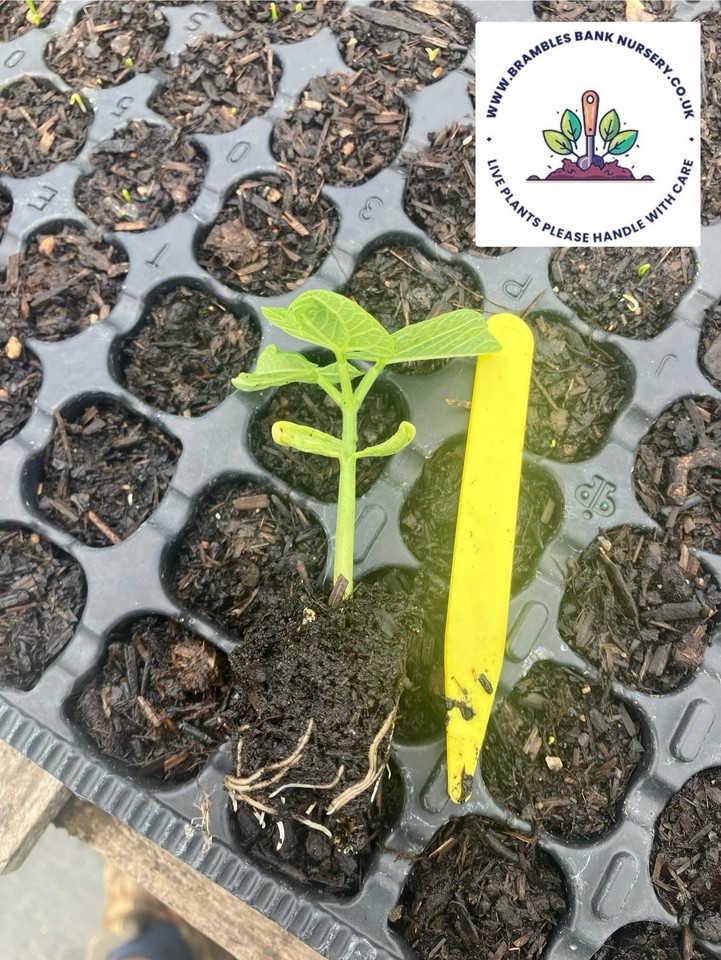 Dwarf French beans sprite Vegetable Plug Plants x15 free delivery | eBay UK