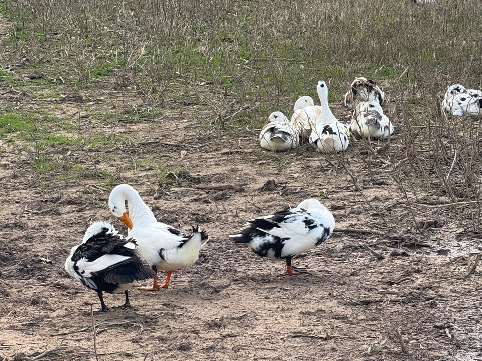 12+ Ancona Quality Duck Hatching Eggs: black, blue, crested, chocolate ...