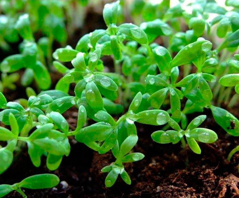 1000+CURLED CRESS Seeds Organic Indoor Container Sprouting Shade Garden ...