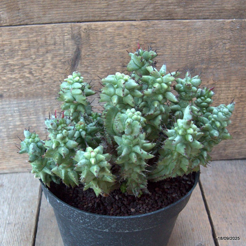 D6526 EUPHORBIA HORRIDA MONSTER pot18-H18-W22 cm MaMa Cactus | eBay