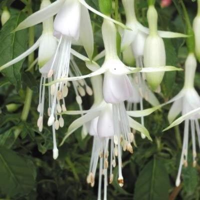 Fuchsia Hardy Bush 'Hawkshead' Summer Garden Plug Plants Pack x6 | eBay UK