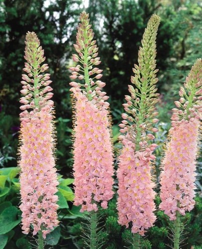 Eremurus robustus ( Desert Candle ), 15 seeds | eBay