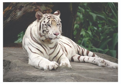 White Bengal Tiger, Animal, 2" x 3" Refrigerator, Fridge Magnet, Gift ...