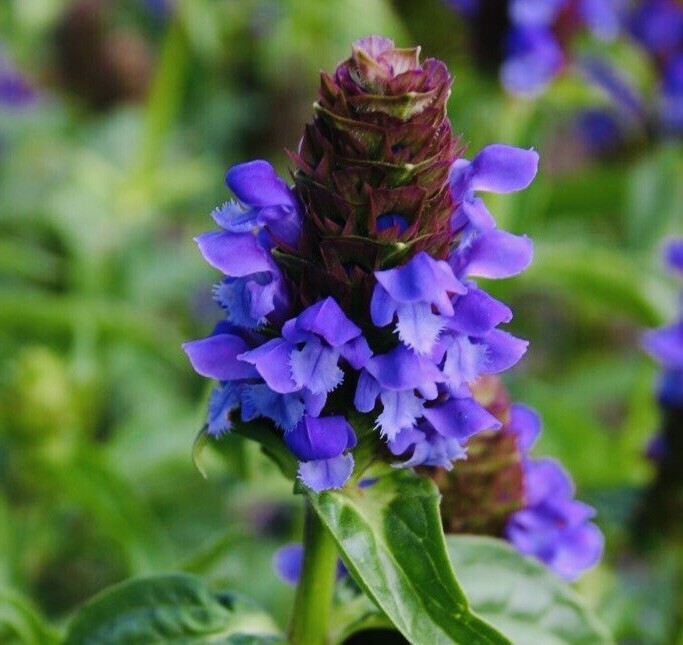 200 Allheal Seeds - Prunella vulgaris - Medicinal Herb Seeds - Heal All ...