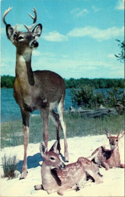 Family of Deer on the Shores of a Blue Lake Animal Vintage Postcard | eBay