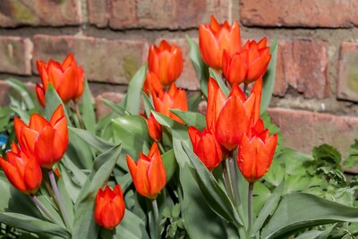 10 x Red Dwarf Tulip PRAESTANS Spring Flowering Perennial Garden Plant ...