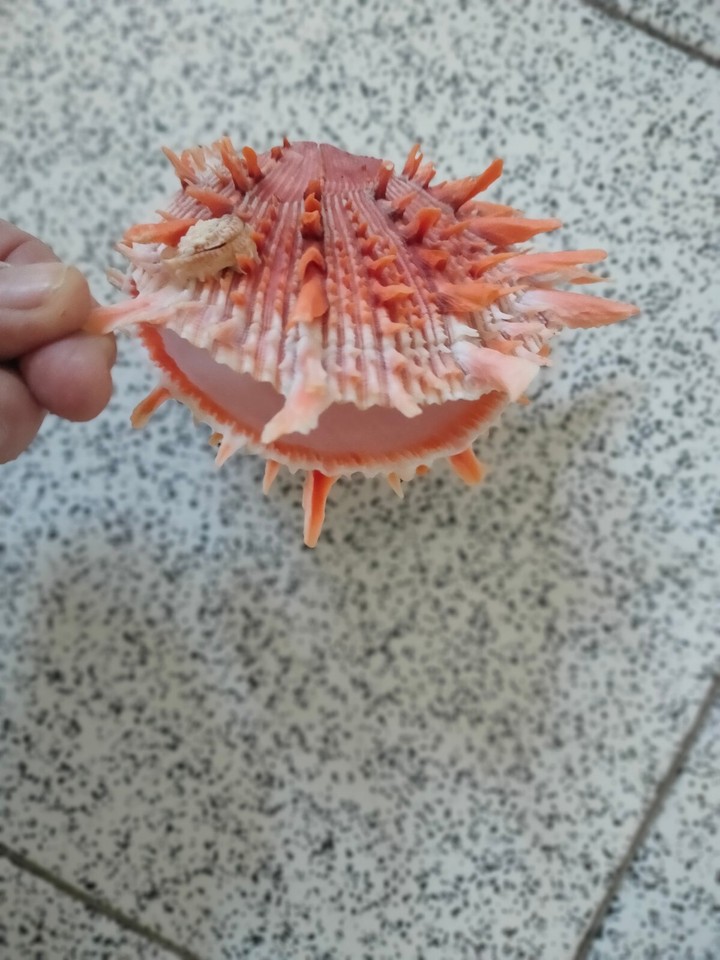 Conchiglia Shell SPONDYLUS CRASSISQUAMA (Princeps Basilicus) mm 109,3 ...