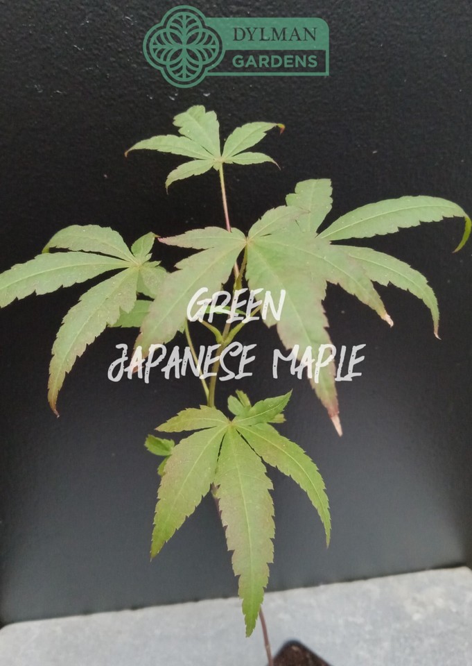 3 Green Japanese Maple Seedlings - Acer palmatum - 3 Live Trees - 4 to 6 inches | eBay