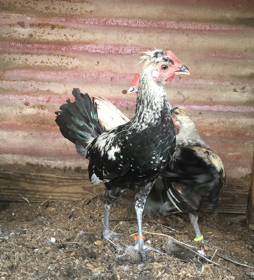 7 Flarry Eyed Grey EGGS | eBay