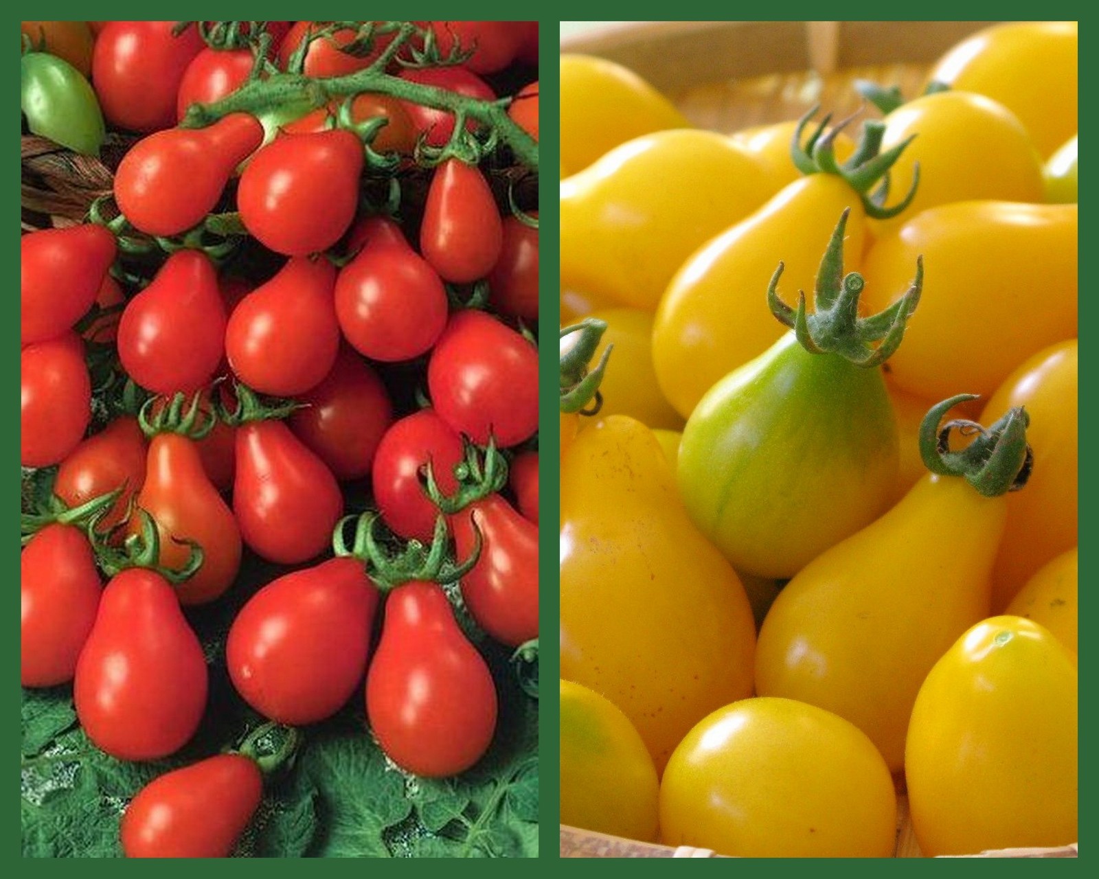 "Perfect Pear Tomatoes" 2 pk Special, Heirloom Pear Tomatoes, Red ...