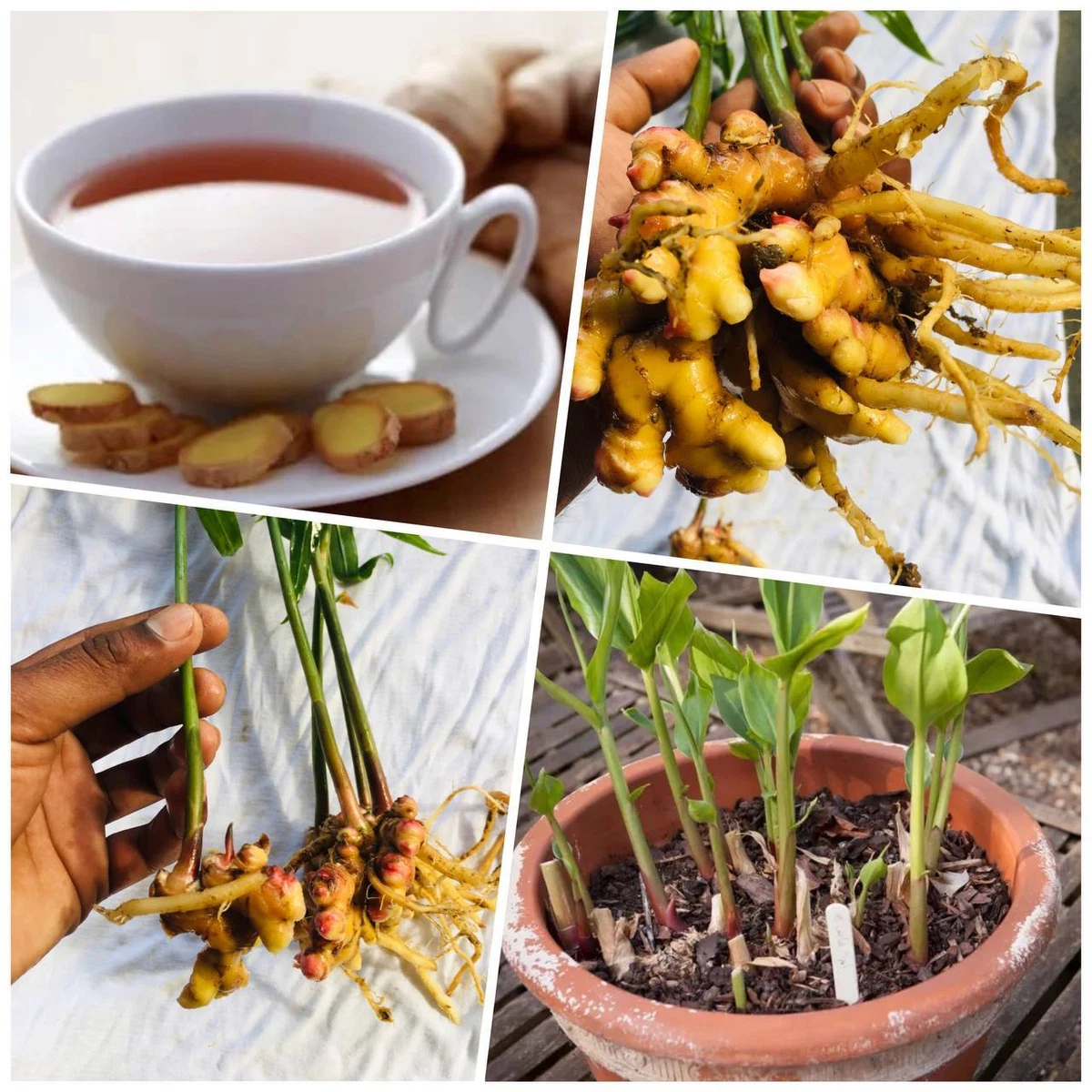 Edible Ginger Root Plant