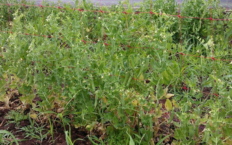 Pea GREENFEAST 25 Seeds HEIRLOOM WINTER Vegetable Garden AUSTRALIAN ...