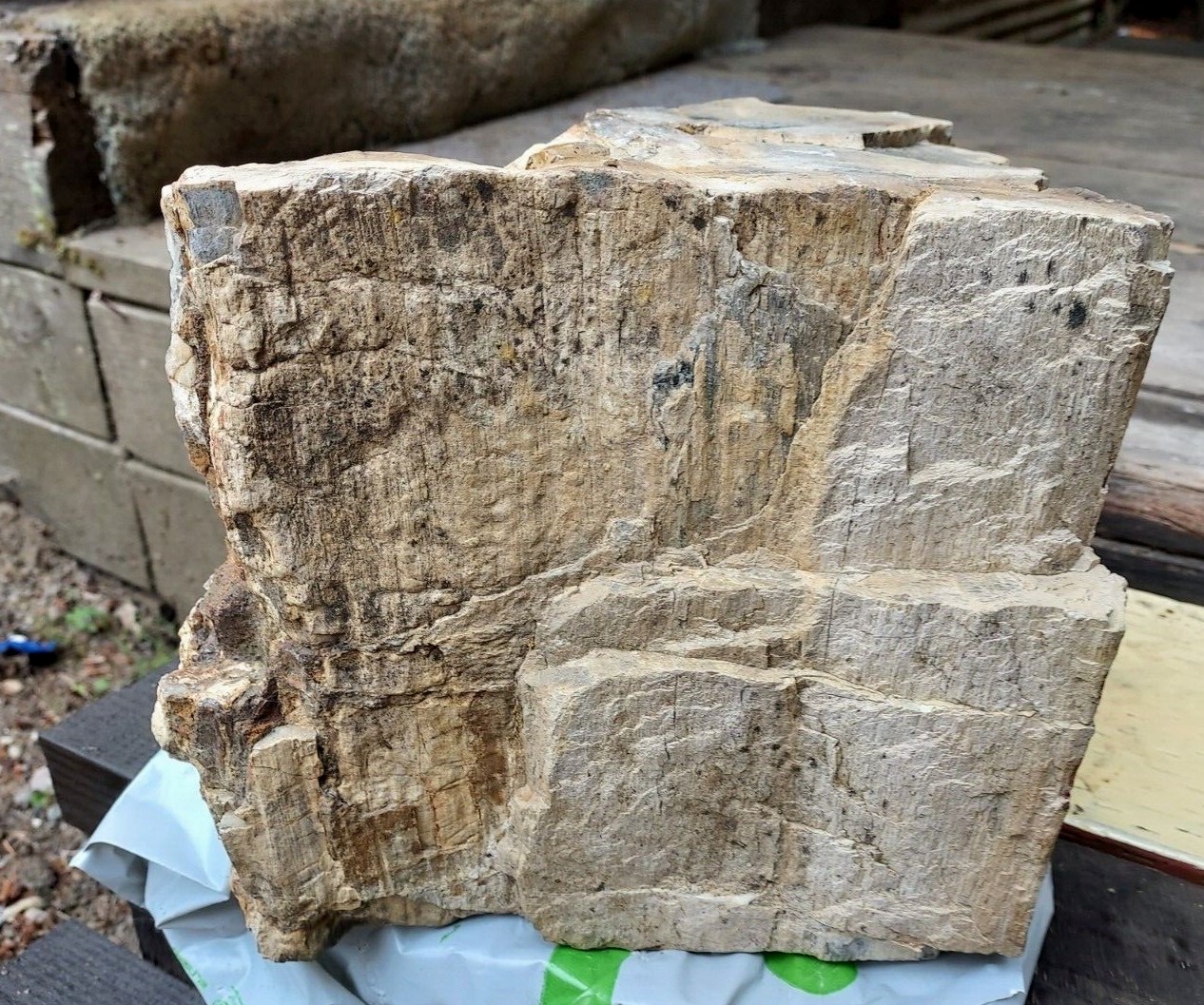 Rare Petrified Wood Trunk Bark 50 Lb Fossil Petrified Knotted String ...