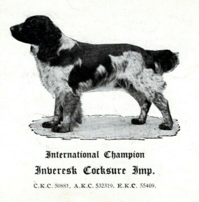 Springer Spaniel Dog Vintage Photo International Champion Inveresk ...