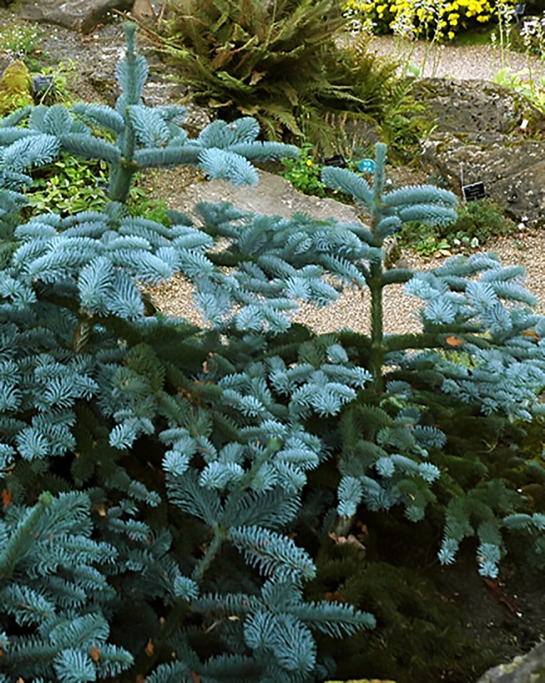 Blue Noble Fir, Abies procera glauca, (Abies nobilis), Tree Seeds ...