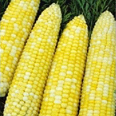 Ambrosia Corn Seeds (25 Seed Packet) (More Heirloom, Organic, Non GMO ...