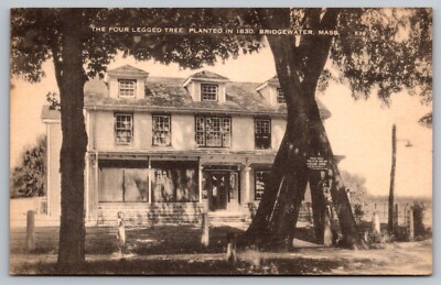 Postcard: The Four Legged Tree, Planted in 1830, Bridgewater, Mass | eBay