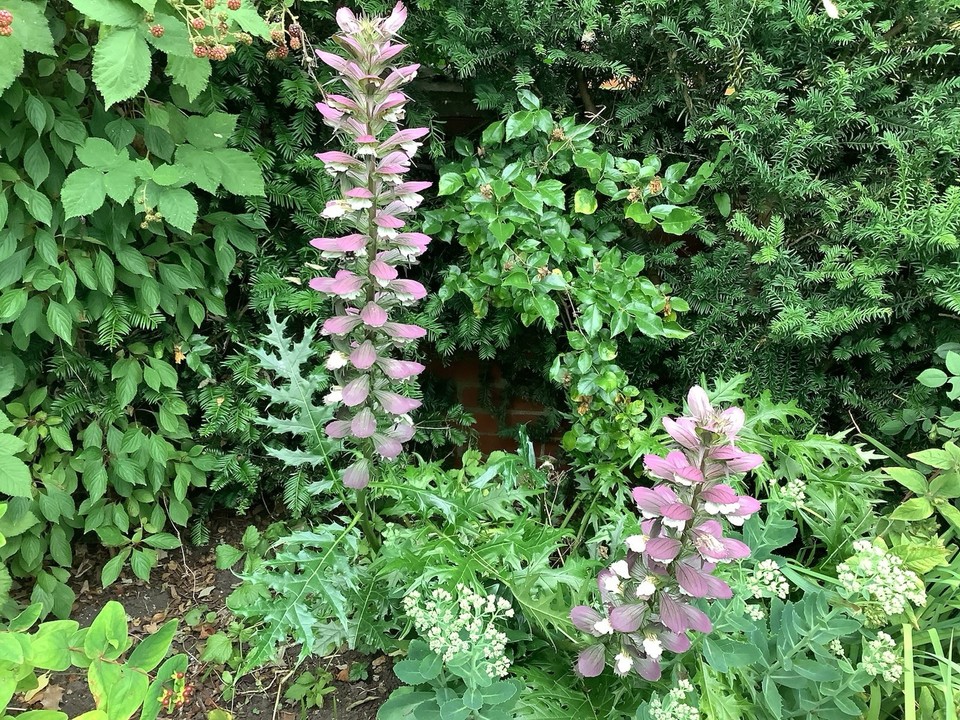 3 Acanthus Mollis Plants, dug from my own garden. Posted bare root ...