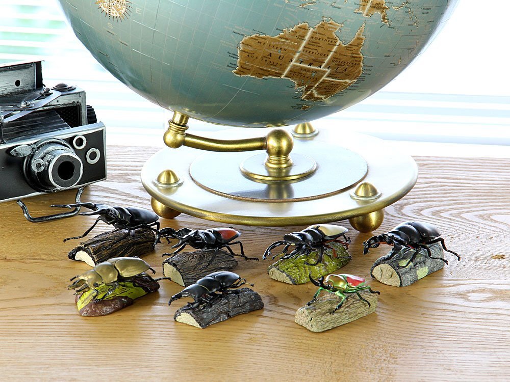 Three-dimensional picture book Real figure box Stag beetle Stag Beetle ...