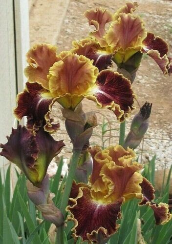 'Volcanic Glow' TB Iris Rhizome PRE-SALE to Ship July, August and Sept 25 | eBay
