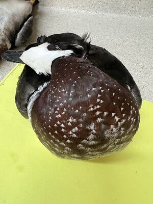 Woodduck Drake Chestnut Breast Feathers (5 Bird Pluck) | eBay