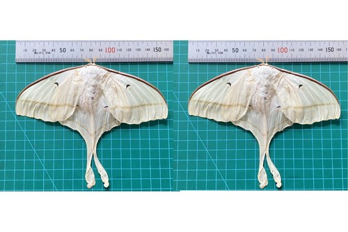 2 Real Luna Moth Butterfly Mounted Taxidermy Insect Curiosities ...