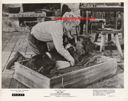 Original Vintage Photo 1962 Walt Disney Big Red # 221 | eBay