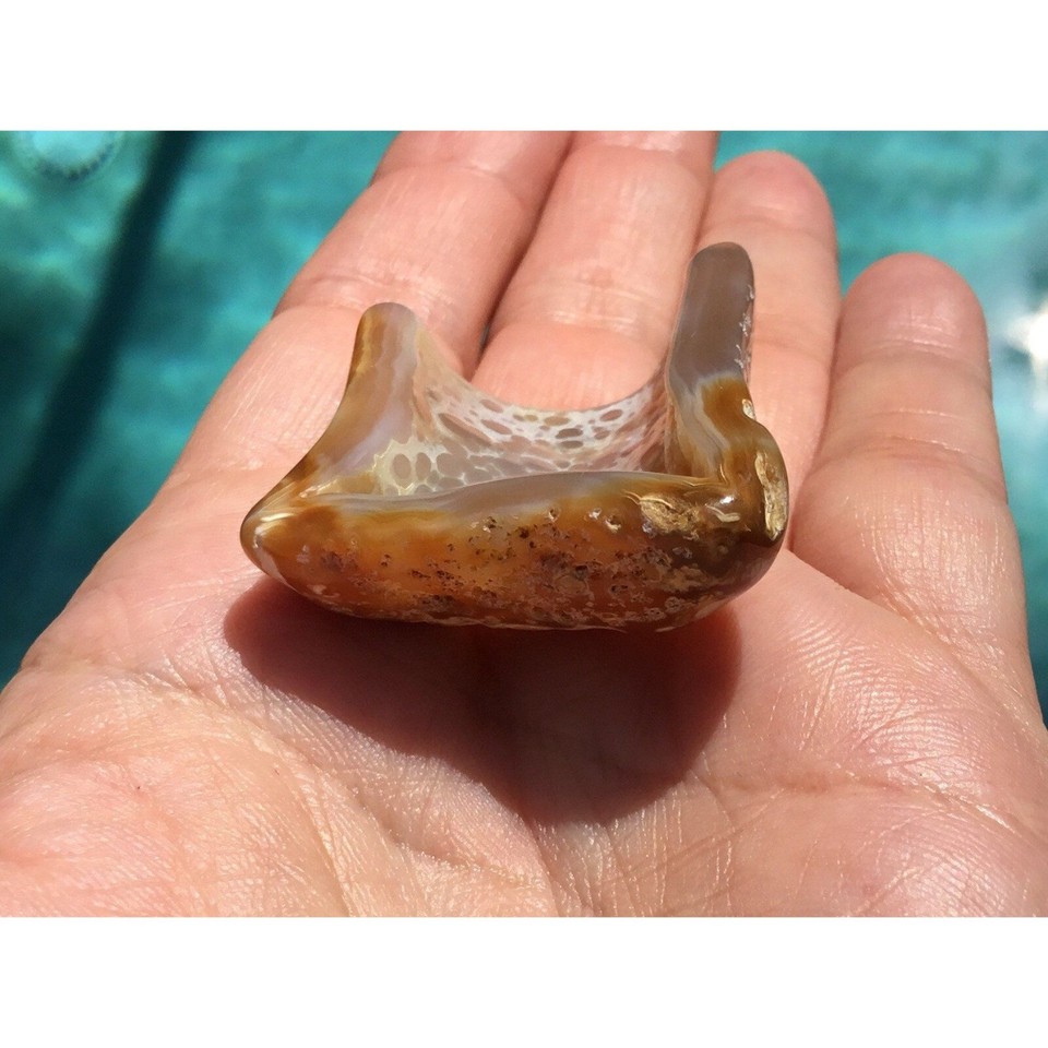 Large Agatized Tampa Bay Fossil Coral 42x37mm Fossilized Coral Agate ...