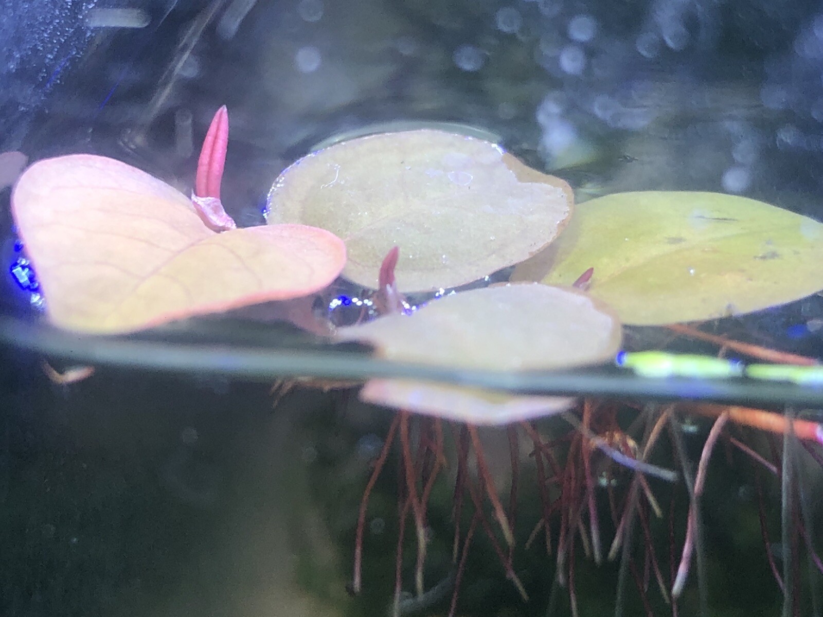 20 Red Root Floater Live Aquarium Plant Fish Pond Goldfish FREE EXPRESS ...