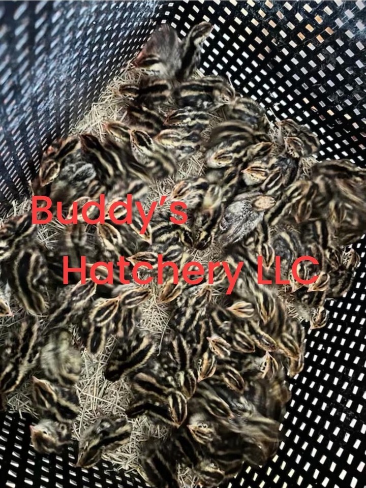 24Buddy's Hatchery Hatching Eggs 12 Pearl Fee and 12+ Jumbo Brown Coturnix Quail | eBay