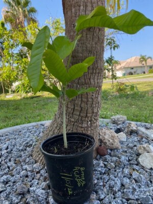 15" TALL Ackee Tree (Blighia sapida) Tropical Fruit Tree. BUTTER ACKEE ...