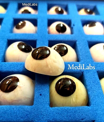 Dark Brown Artificial Eye Prosthetic Ocular Prosthesis Ocular With ...