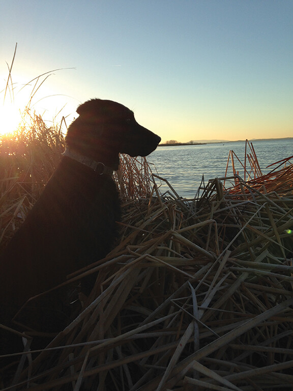 Remington Dog Double Ply Leash 4' & 6' Colors Camo Priced Right Hunting ...