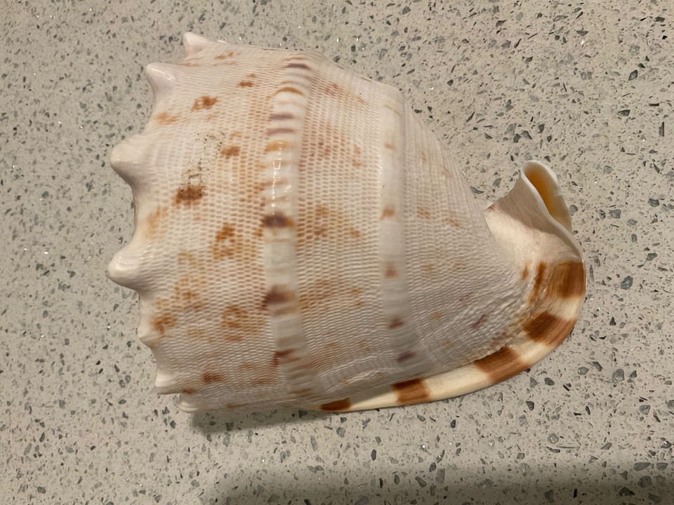 Queen Helmet Conch Sea Shell 6” x 5.25” x 4.5” | eBay
