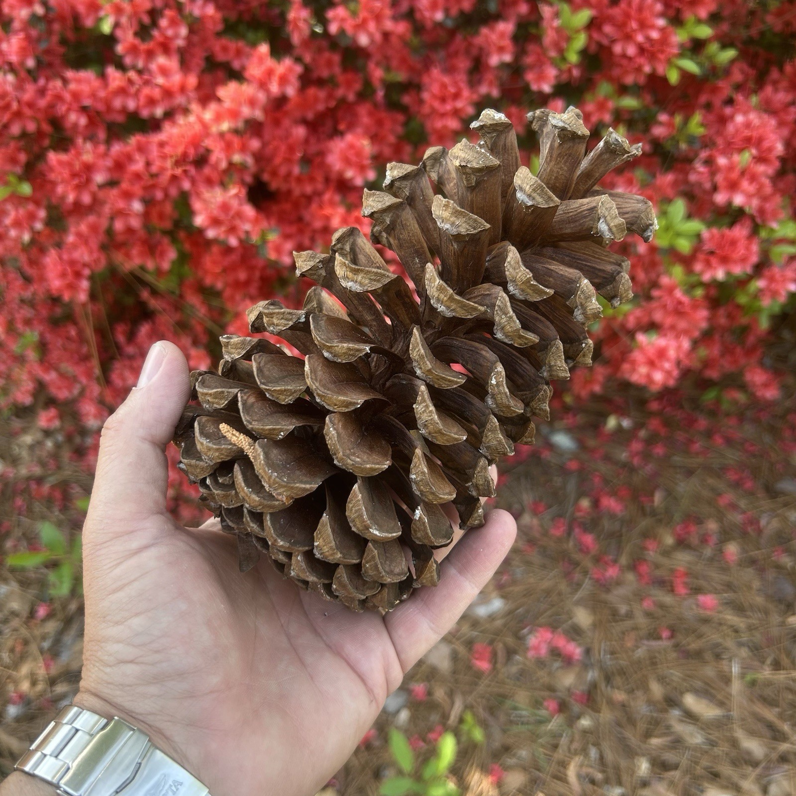Box Of 18 Count Large 8-9” North Carolina Long Leaf Pine Cones | eBay