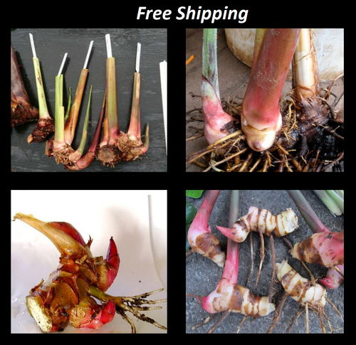 HELICONIA ROSTRATA HANGING LOBSTER CLAW LIVE RHIZOME EXOTIC TROPICAL ...
