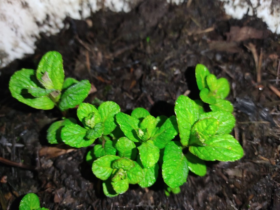 || METCHAR || 5x Bare Rooted Peppermint mint Plug Plants 🌿 | eBay UK
