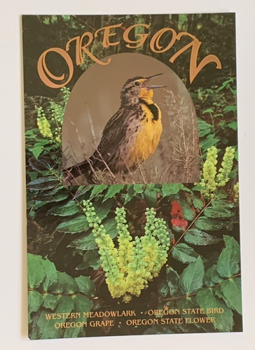 Oregon State Symbols, Flower, Grape, Bird, Western Meadowlark, Postcard ...
