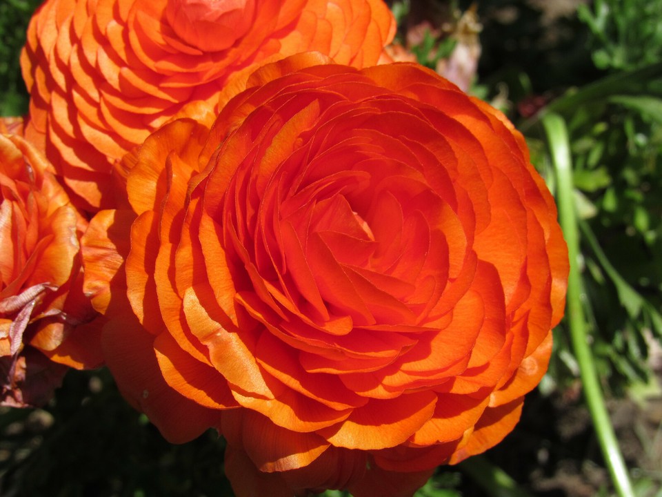 20 Ranunculus Asiaticus ORANGE Summer Flowering Bulbs Garden Perennial ...